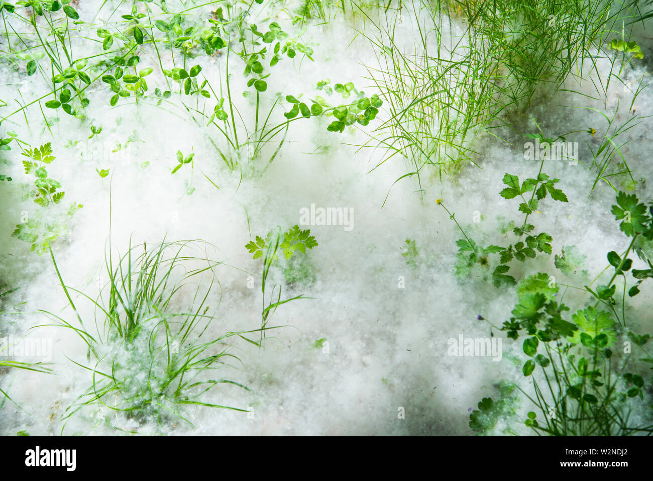 Plants covered with pollen down Stock Photo - Alamy
