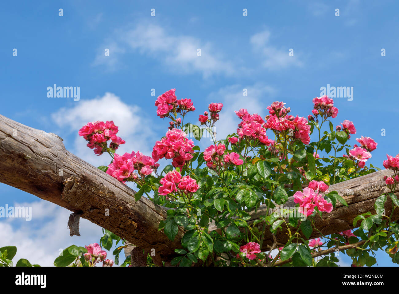 Pergola white rambling rose rambling hi-res stock photography and ...
