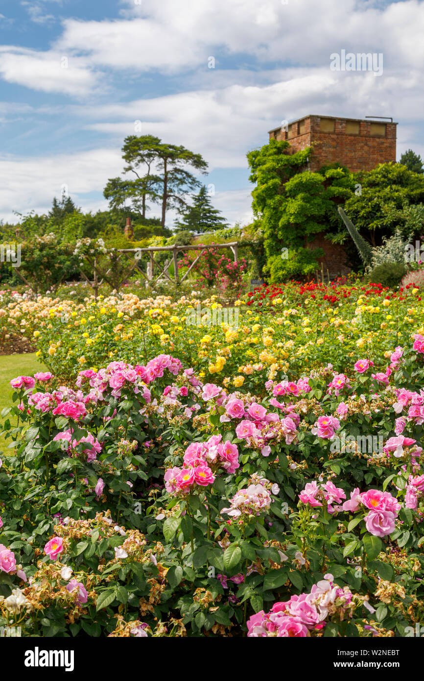Cluster flowered bush roses hi-res stock photography and images - Alamy