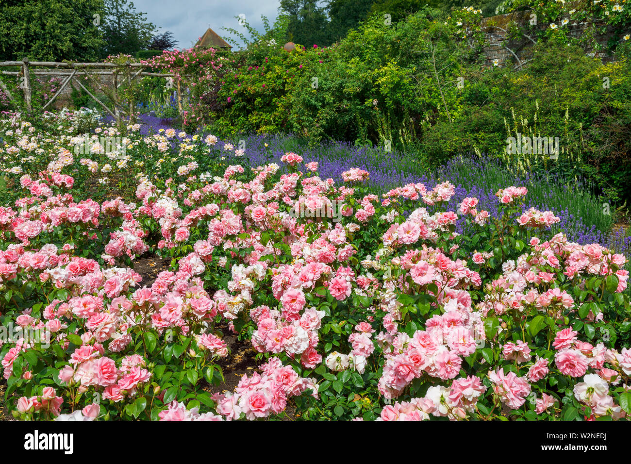 Pink floribunda rose 'You're Beautiful' (Fryracy) in flower in summer ...