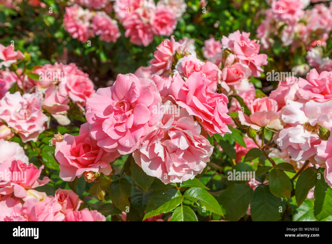 Pink floribunda rose 'You're Beautiful' (Fryracy) in flower in summer ...