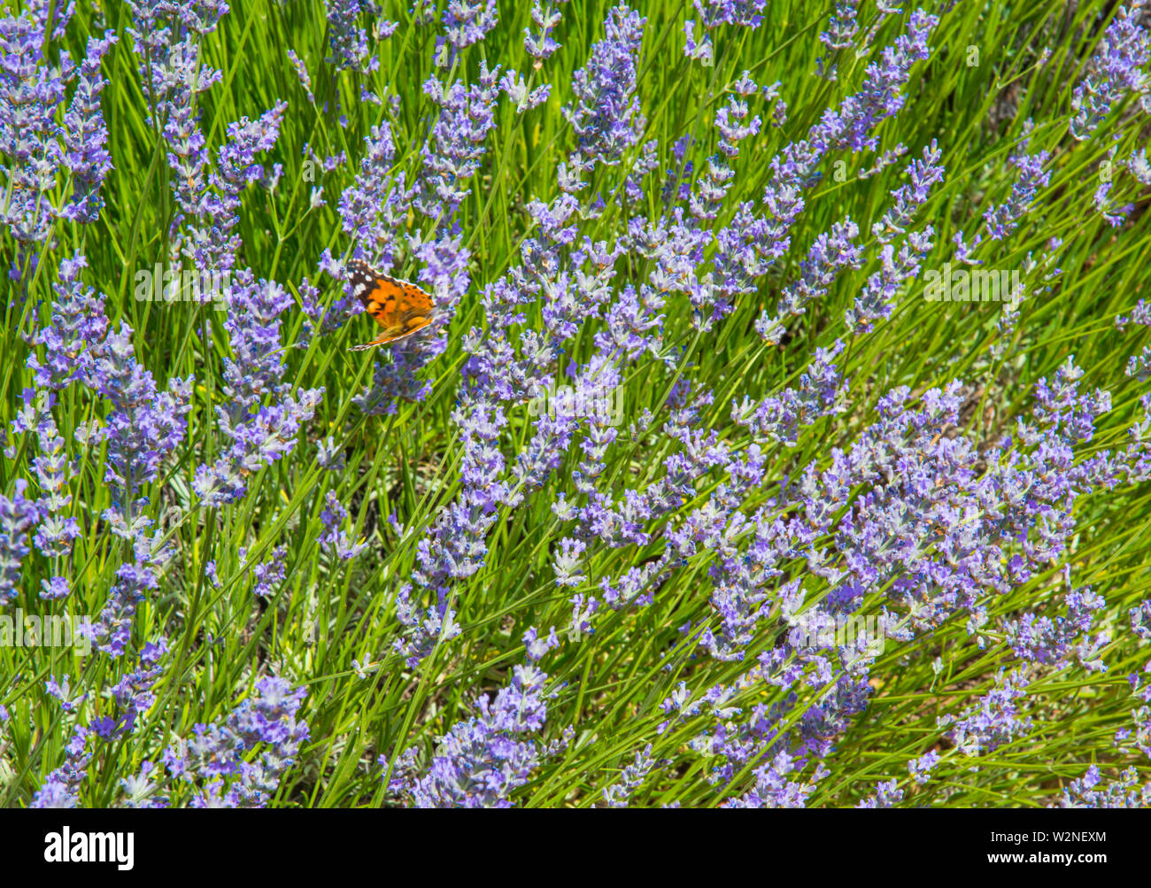 Lavanda mariposa hi-res stock photography and images - Alamy