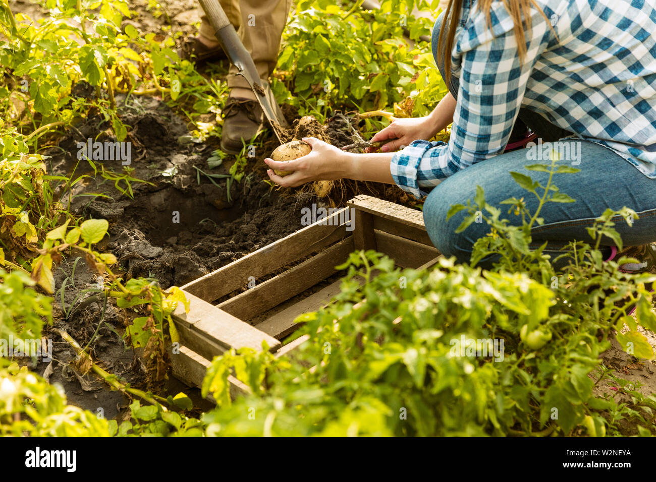 Young farmer working at her garden in sunny day. Woman engaged in the ...