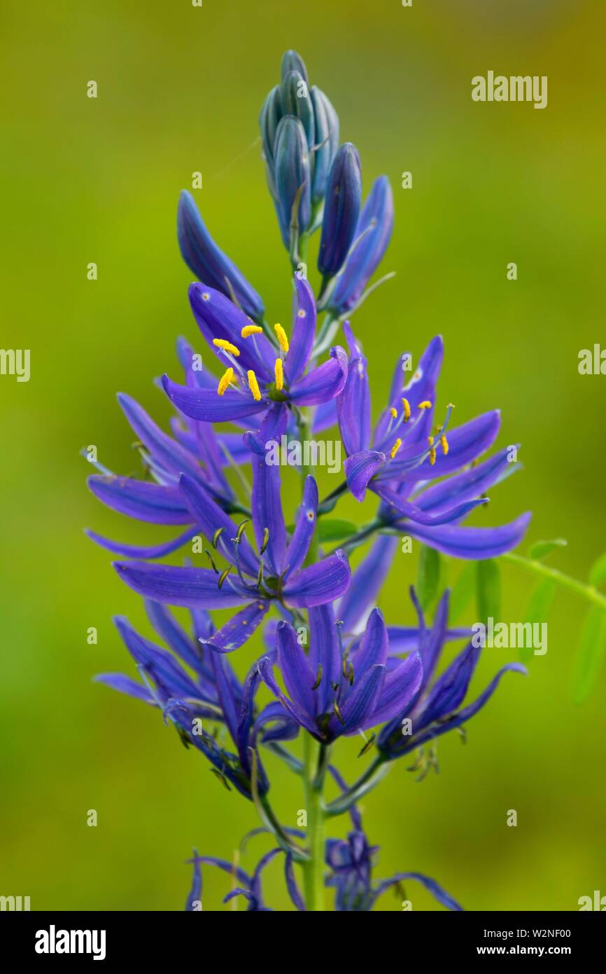 Camas camassia hi-res stock photography and images - Alamy