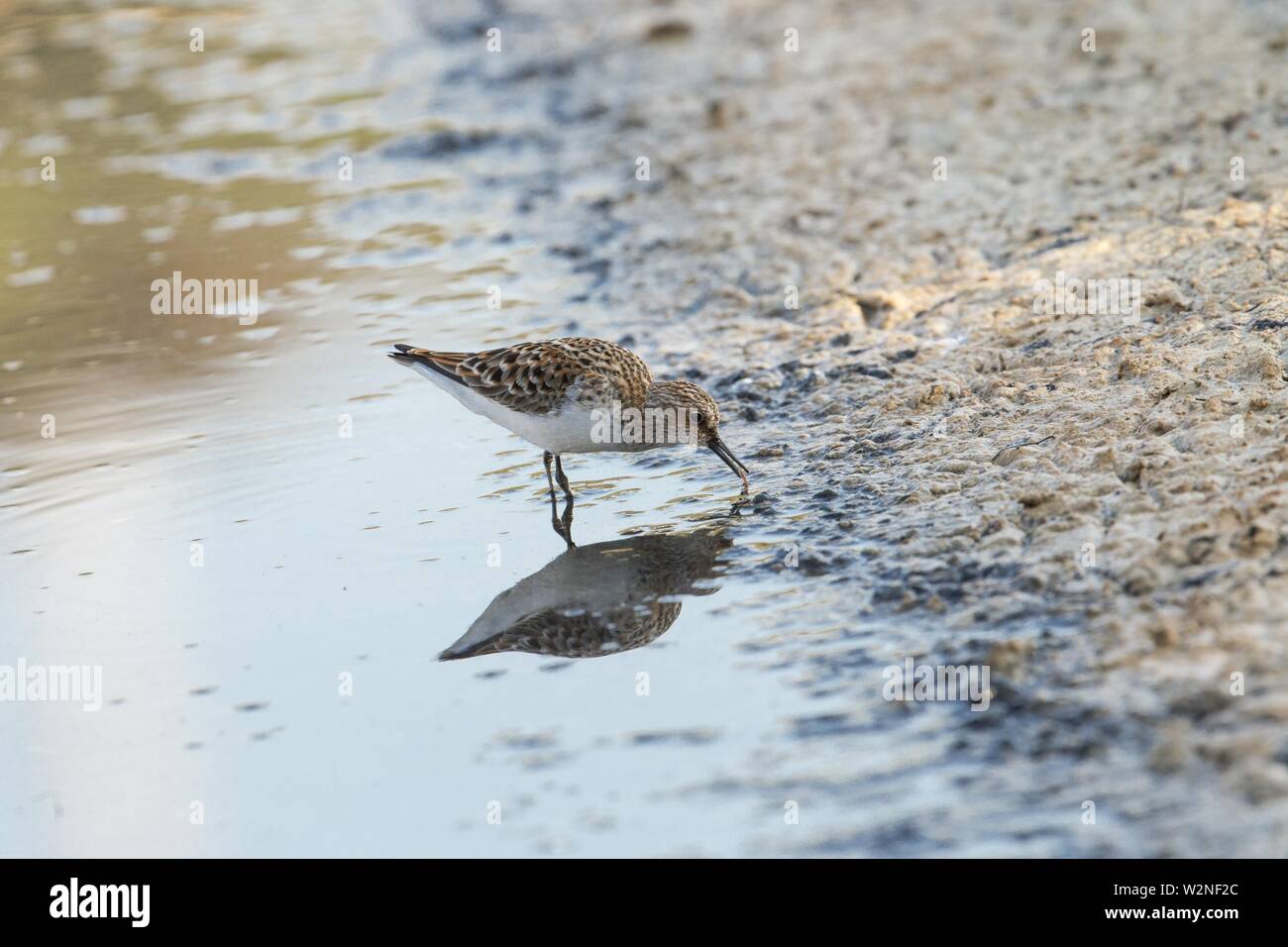 Adult little stint breeding plumage hi-res stock photography and images ...