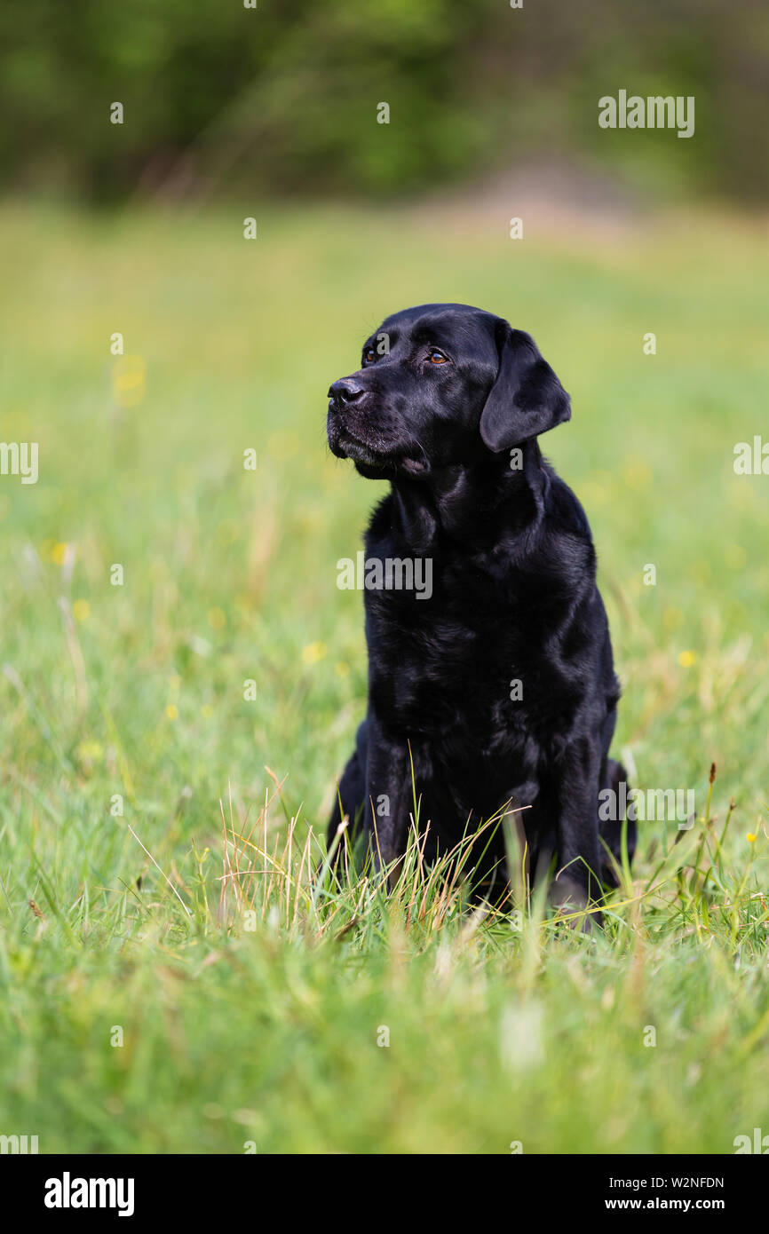 Black labrador retriever adult hi-res stock photography and images - Alamy