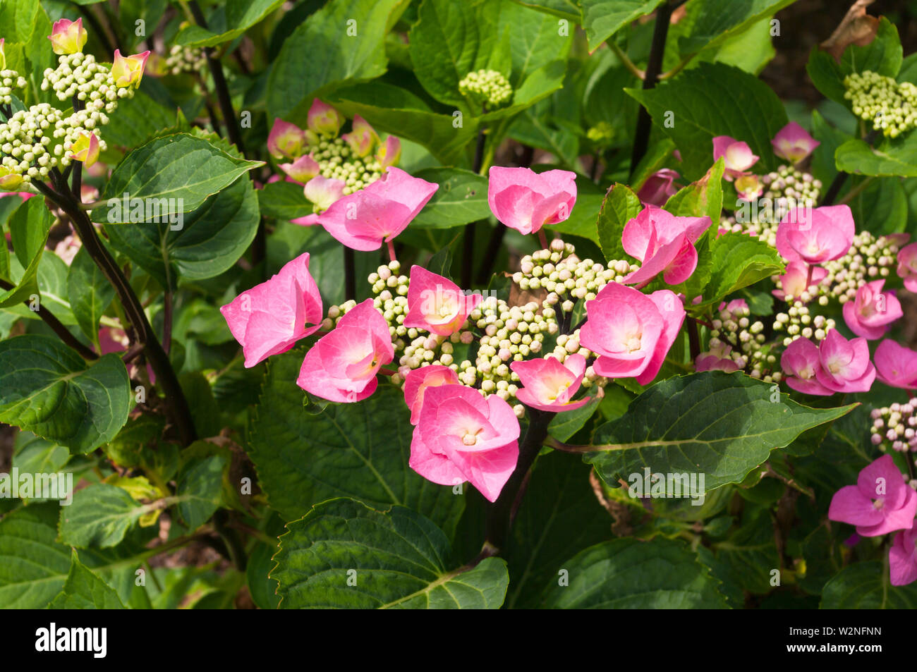 Hydrangea Macrophylla Zorro Stock Photo - Alamy