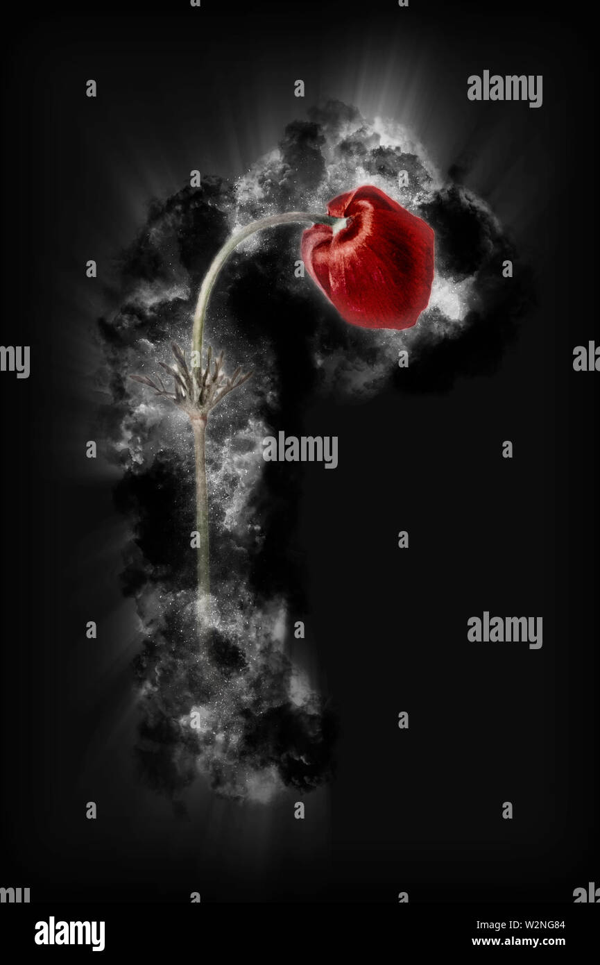 Digitally enhanced image of a Hand drawn and painted botanic study of ...