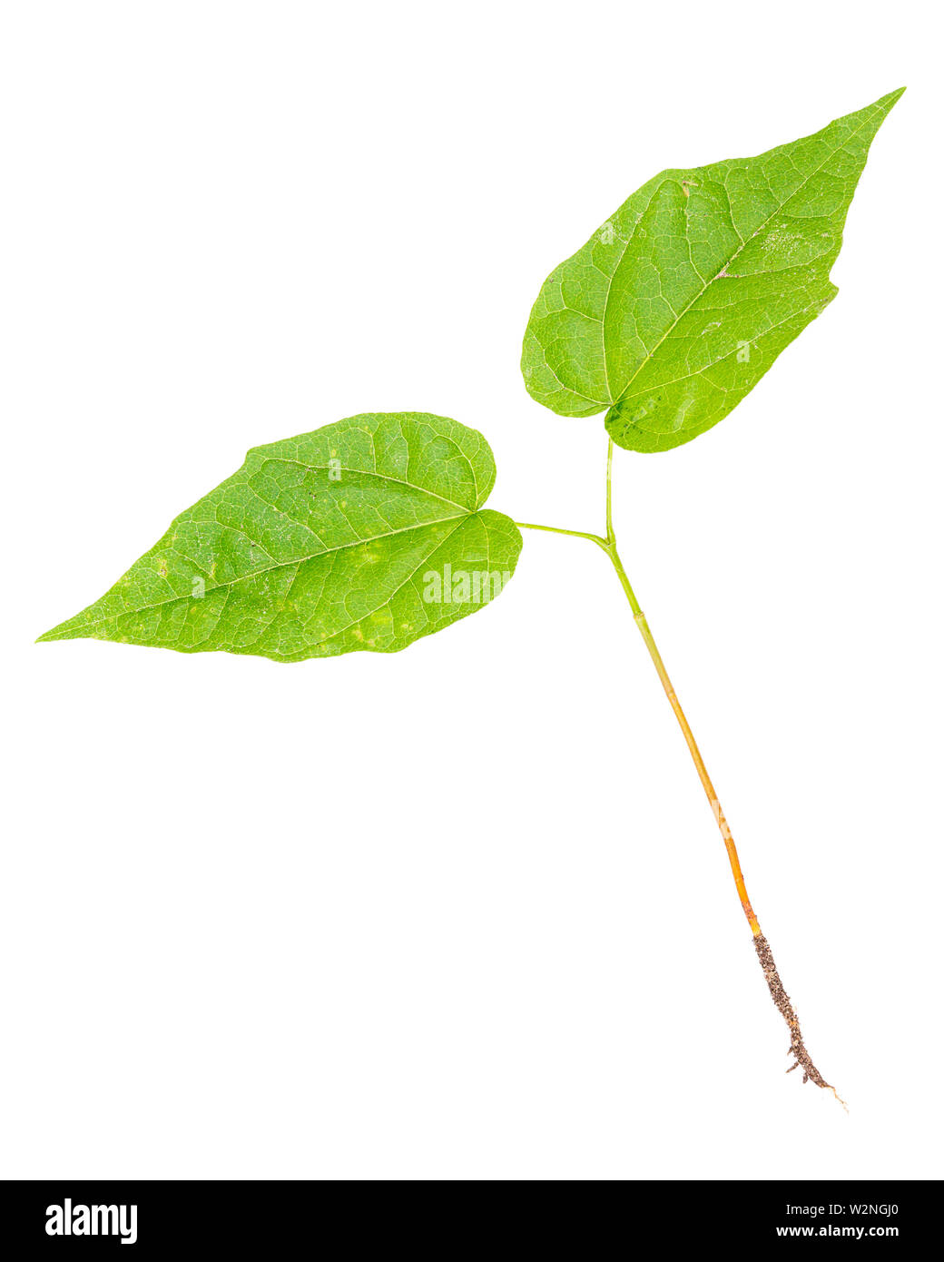 Young lilac tree with roots isolated on white background Stock Photo ...