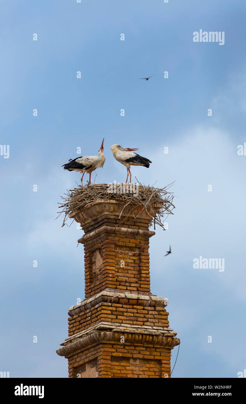 White stork colony, Alfaro, La Rioja, Spain, Europe Stock Photo - Alamy
