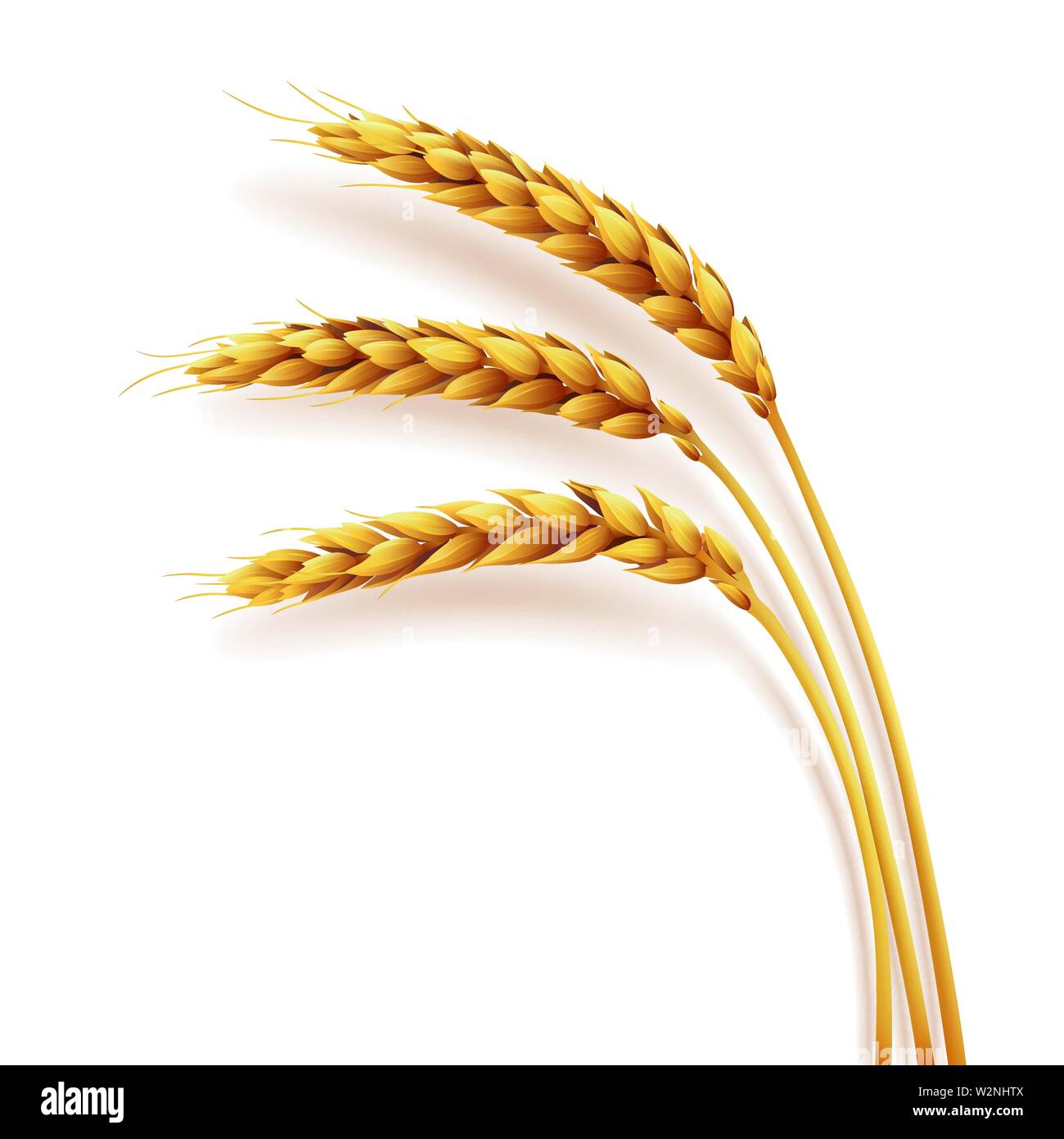 Realistic wheat hi-res stock photography and images - Alamy