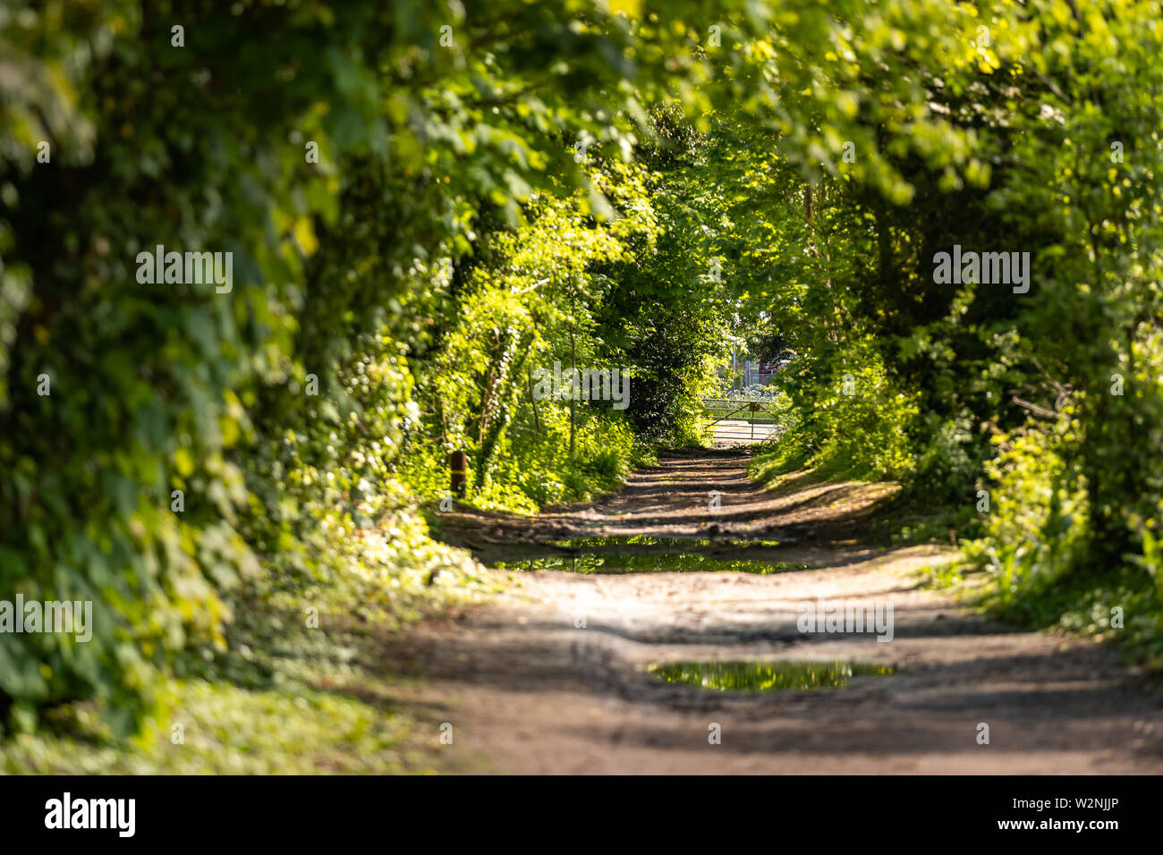 Overhanging trees background hi-res stock photography and images - Alamy