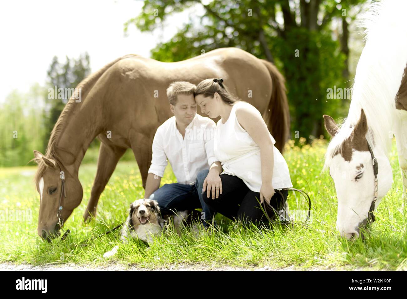 Love between two horses hi-res stock photography and images - Alamy