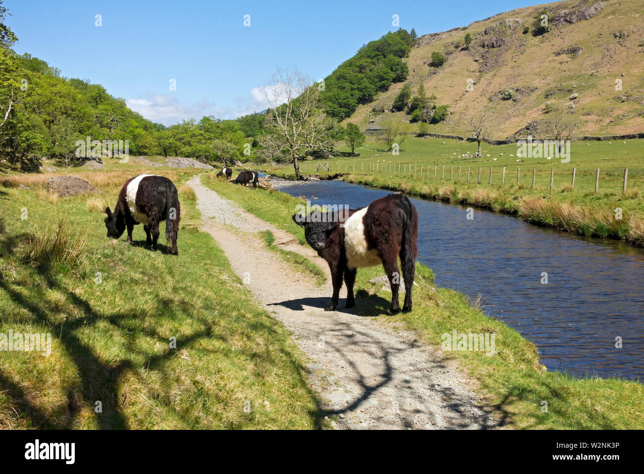 Young Belted Galloway cattle cows grazing next to Watendlath footpath ...