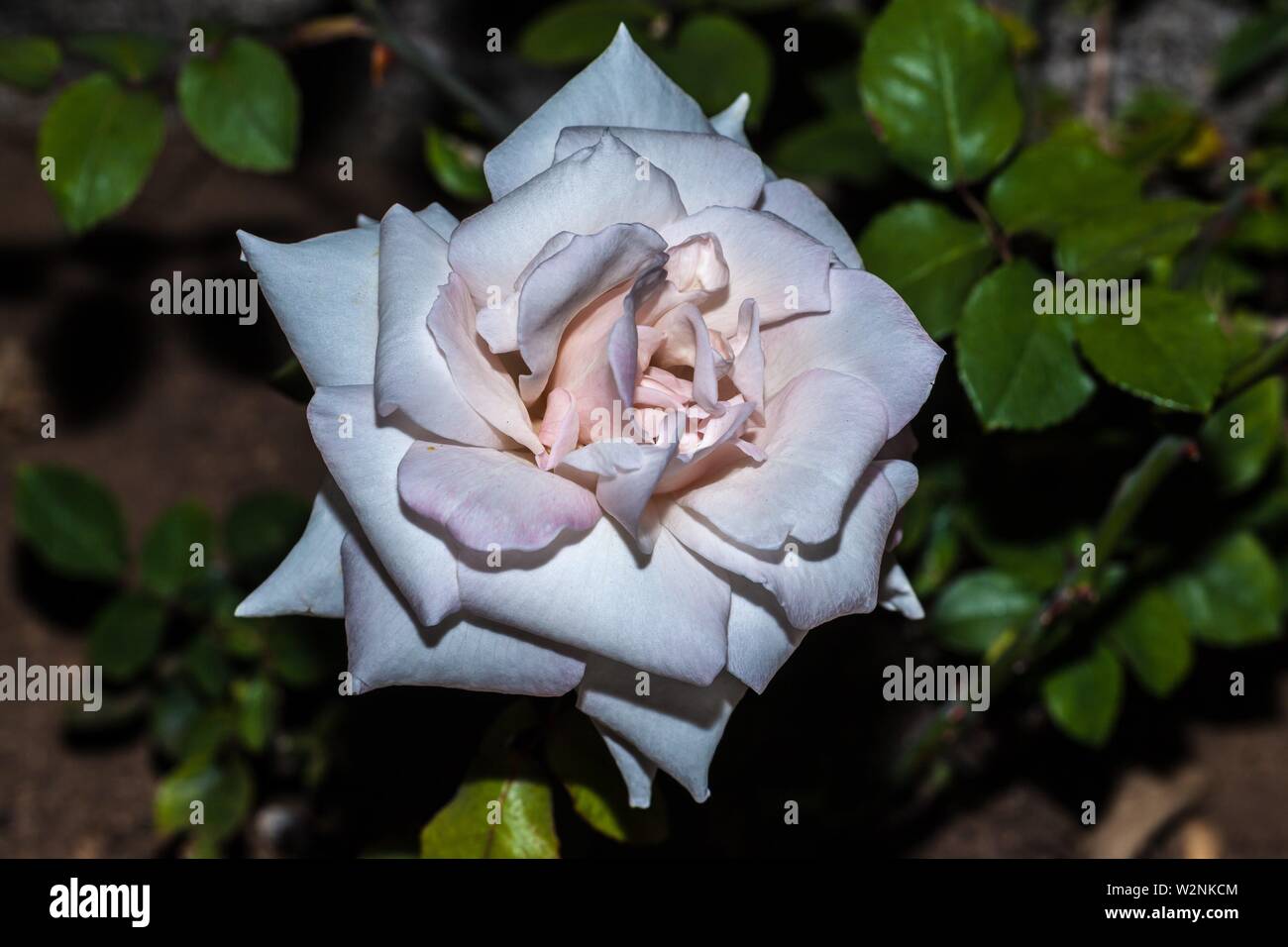 Rose in bloom hi-res stock photography and images - Alamy