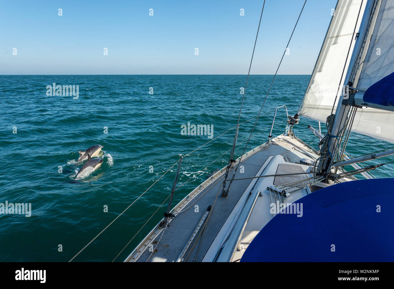 Dolphin swimming boat hi-res stock photography and images - Alamy