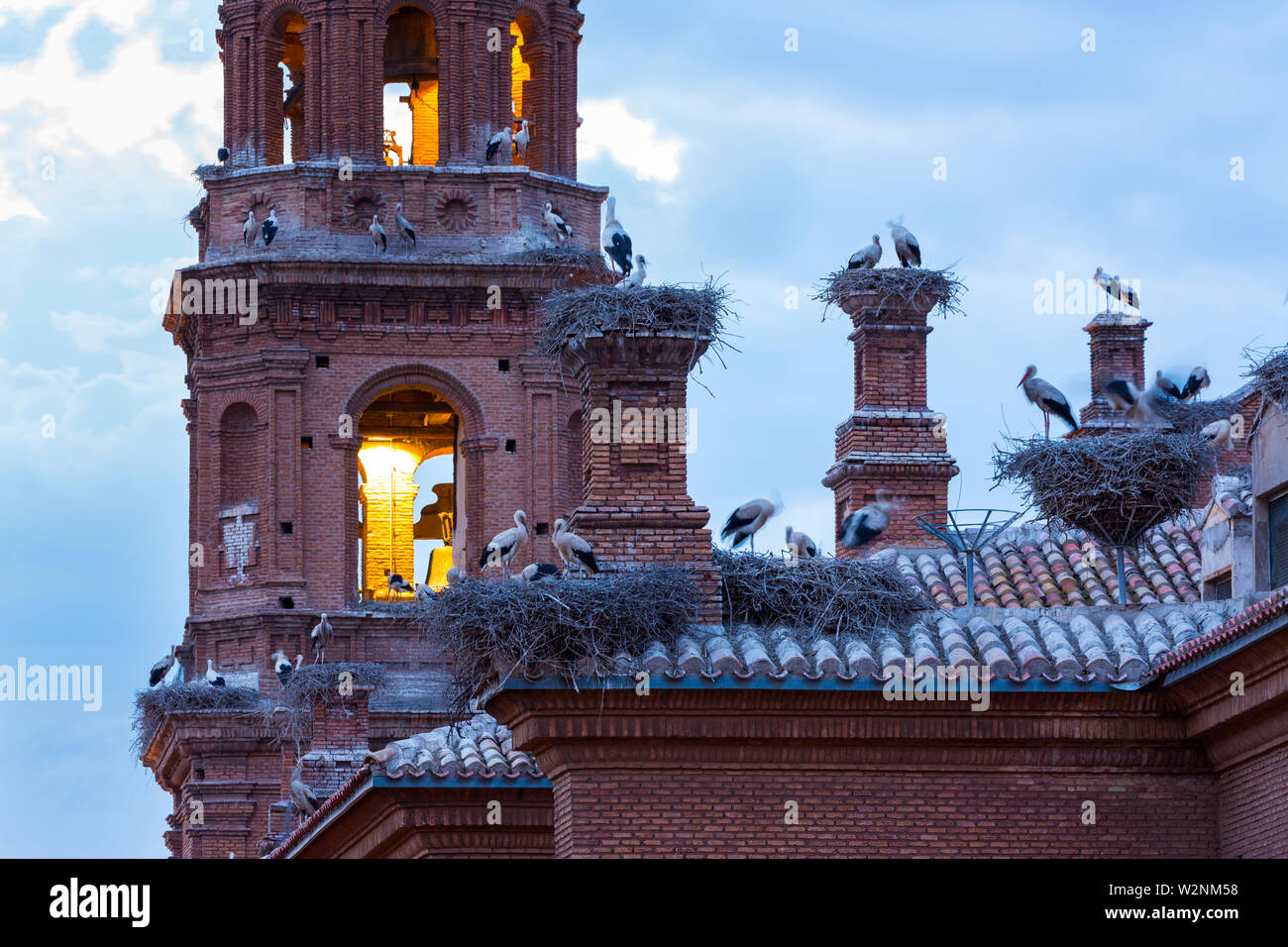 White stork colony, Alfaro, La Rioja, Spain, Europe Stock Photo - Alamy