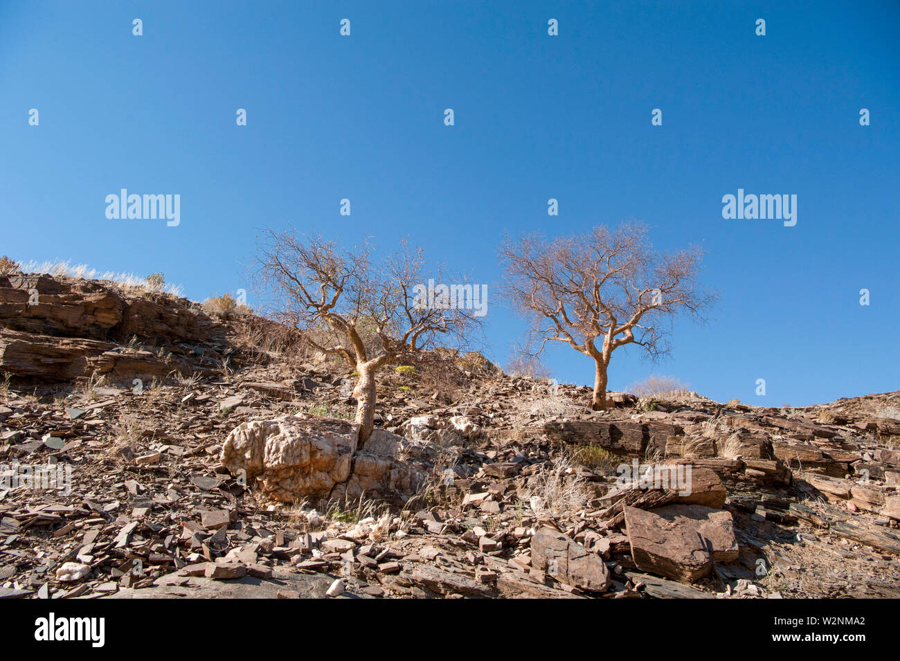 Lone dry tree in the Namib desert plains Brandberg Mountain, Damaraland ...