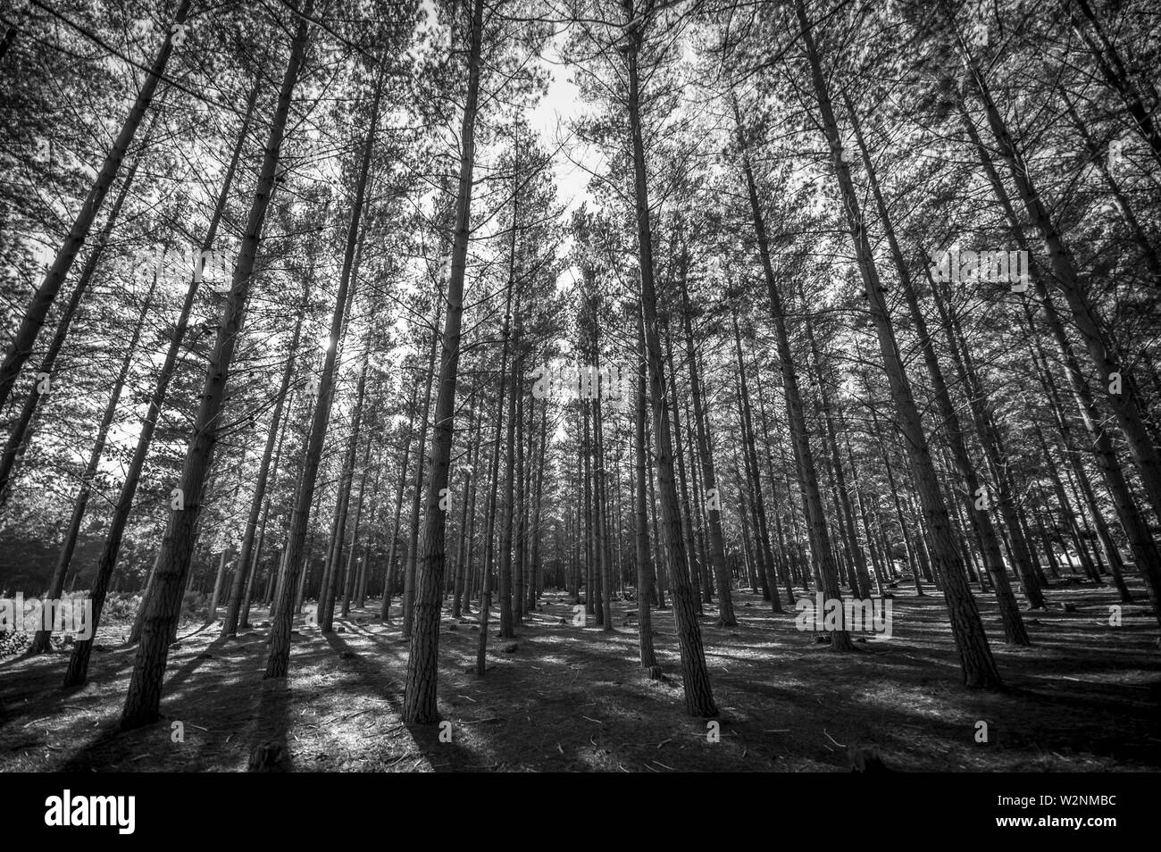 Shady forest hi-res stock photography and images - Alamy