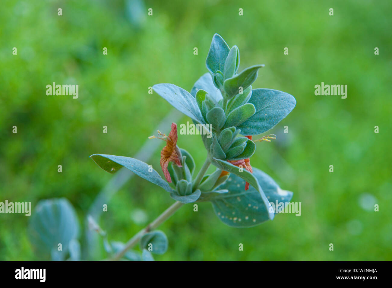 Namibia national flower hi-res stock photography and images - Alamy