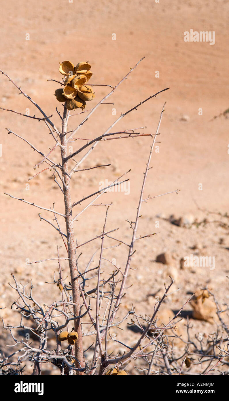 Namibia national flower hi-res stock photography and images - Alamy