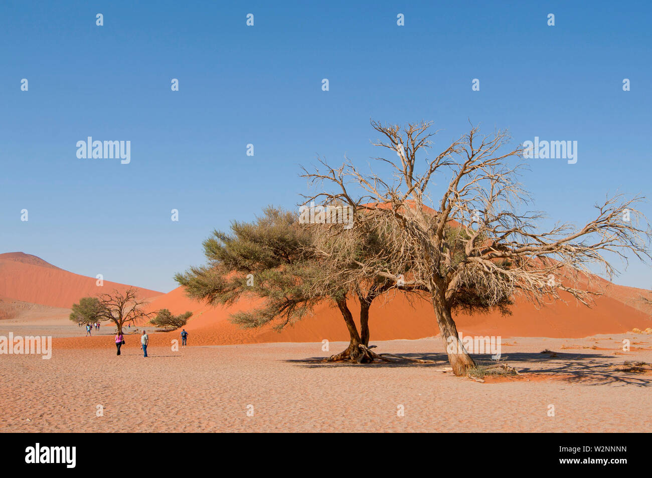 Camel Thorn Acacia tree (acacia erioloba) alongside a dune in ...