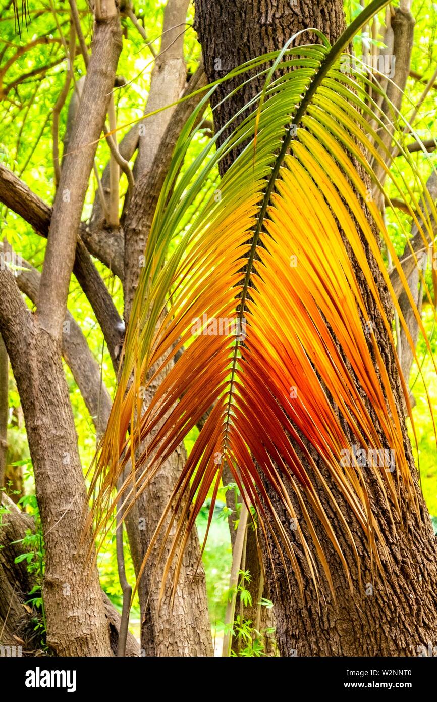 Kentia palm tree hi-res stock photography and images - Alamy