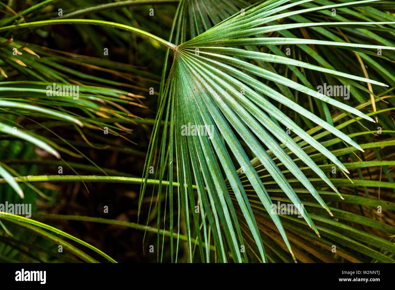 Chamaerops humilis hi-res stock photography and images - Alamy