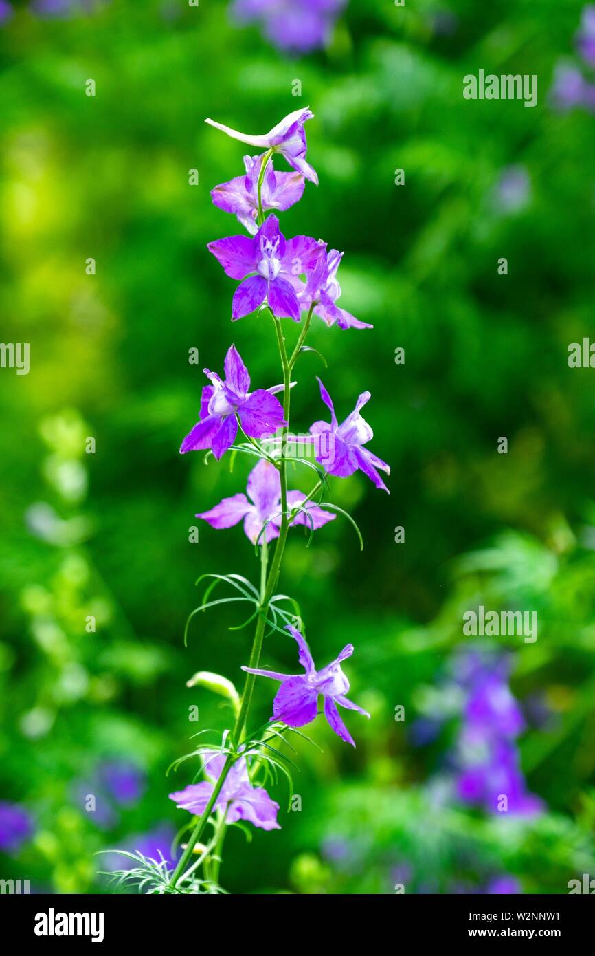 Consolida High Resolution Stock Photography and Images - Alamy