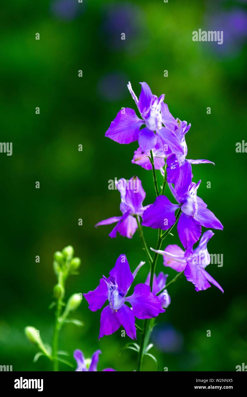 Consolida ajacis hi-res stock photography and images - Alamy