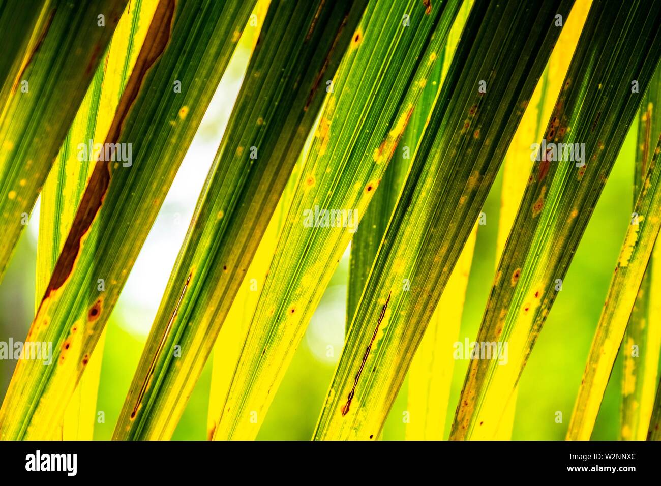 Howea Forsteriana - Kentia Palm Stock Photo - Alamy