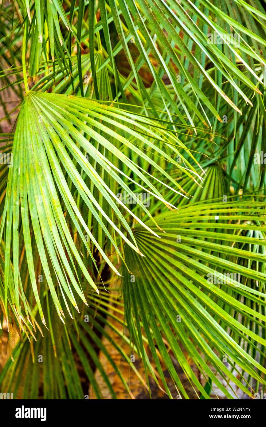 Chamaerops humilis hi-res stock photography and images - Alamy