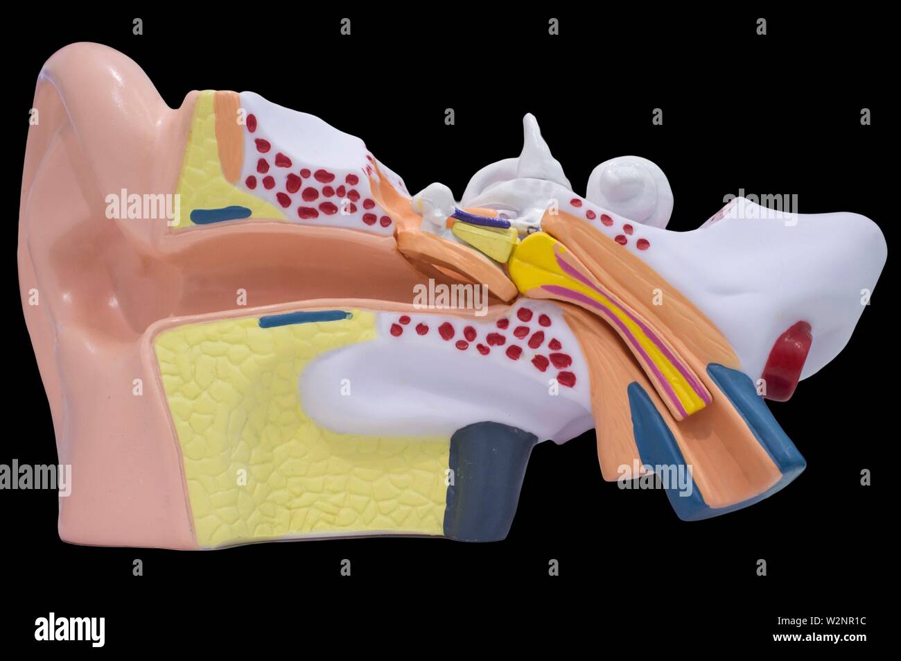 Ear Biology High Resolution Stock Photography and Images - Alamy