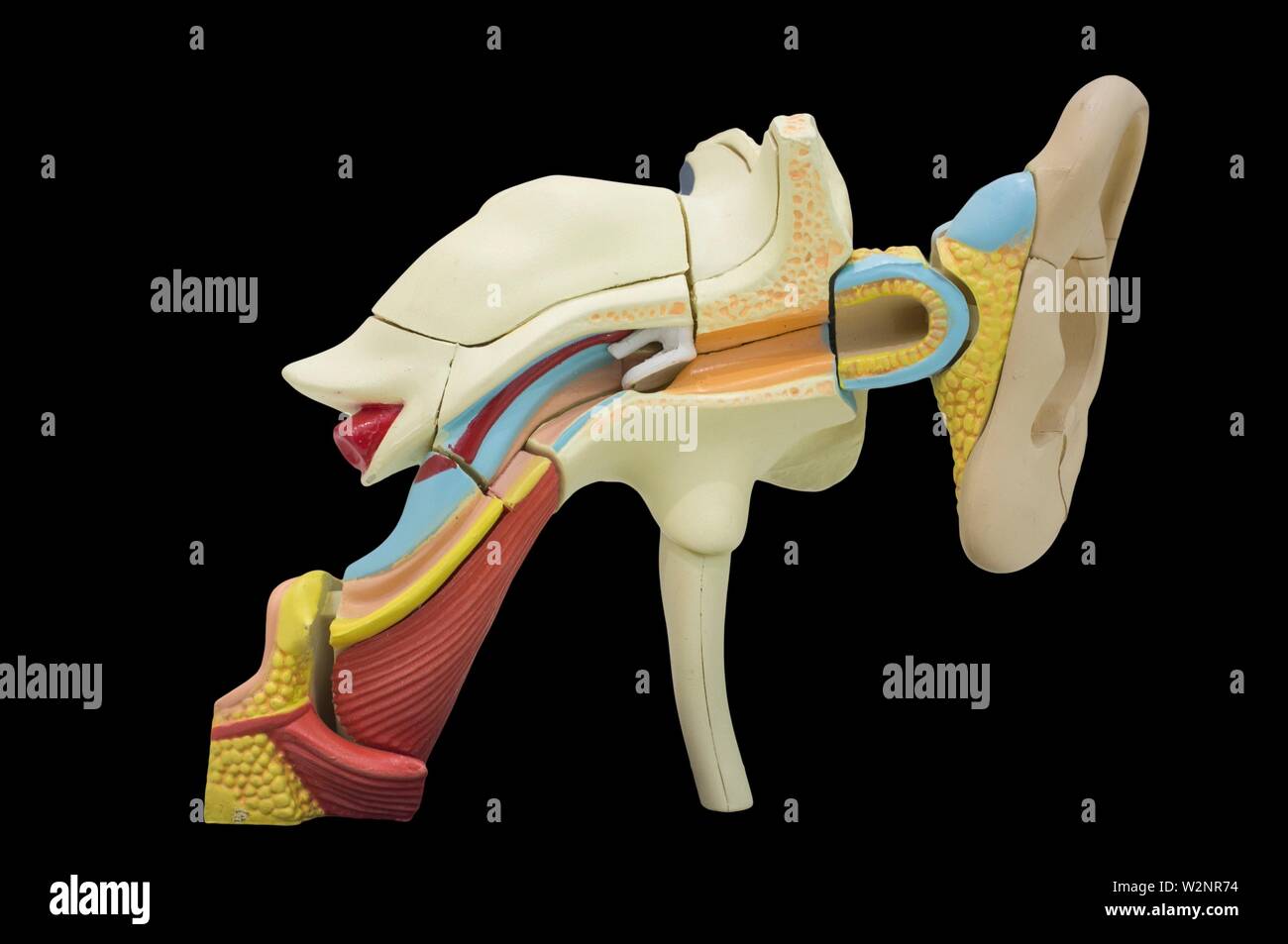 Model Human Ear High Resolution Stock Photography and Images - Alamy