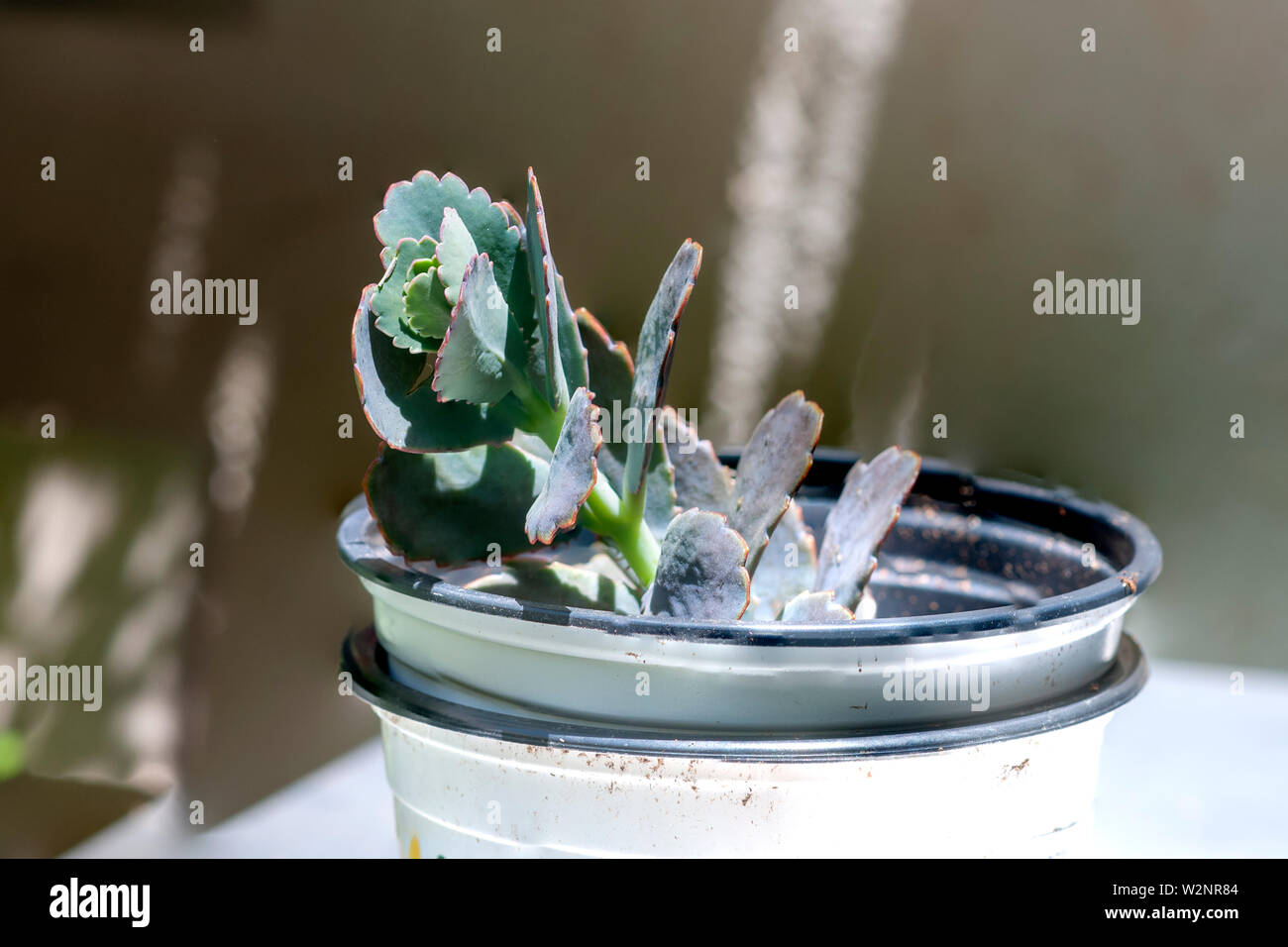 Lavender Scallops (Bryophyllum fedtschenkoi Syn Kalanchoe fedtschenkoi ...