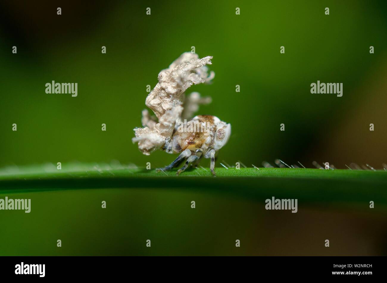 Planthopper on plant stem hi-res stock photography and images - Alamy