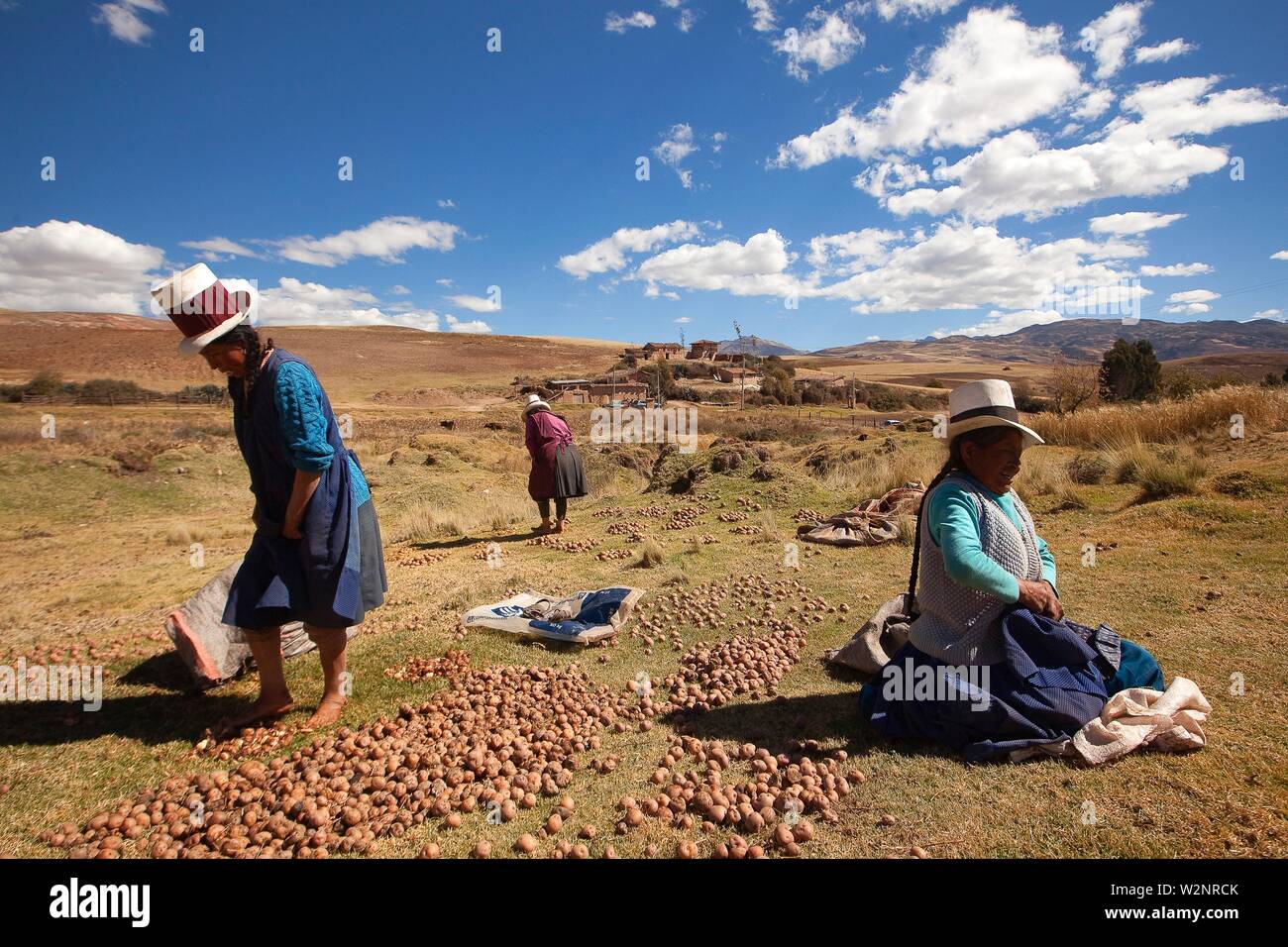 Peru potato picking hi-res stock photography and images - Alamy