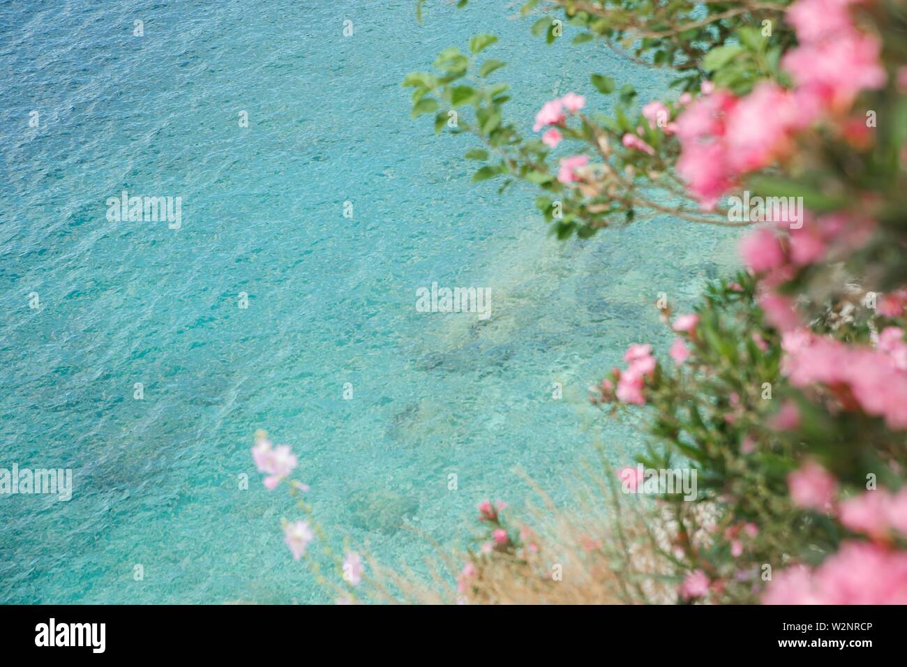 View of colorful Mediterranian sea with pink Oleander in blossom ...