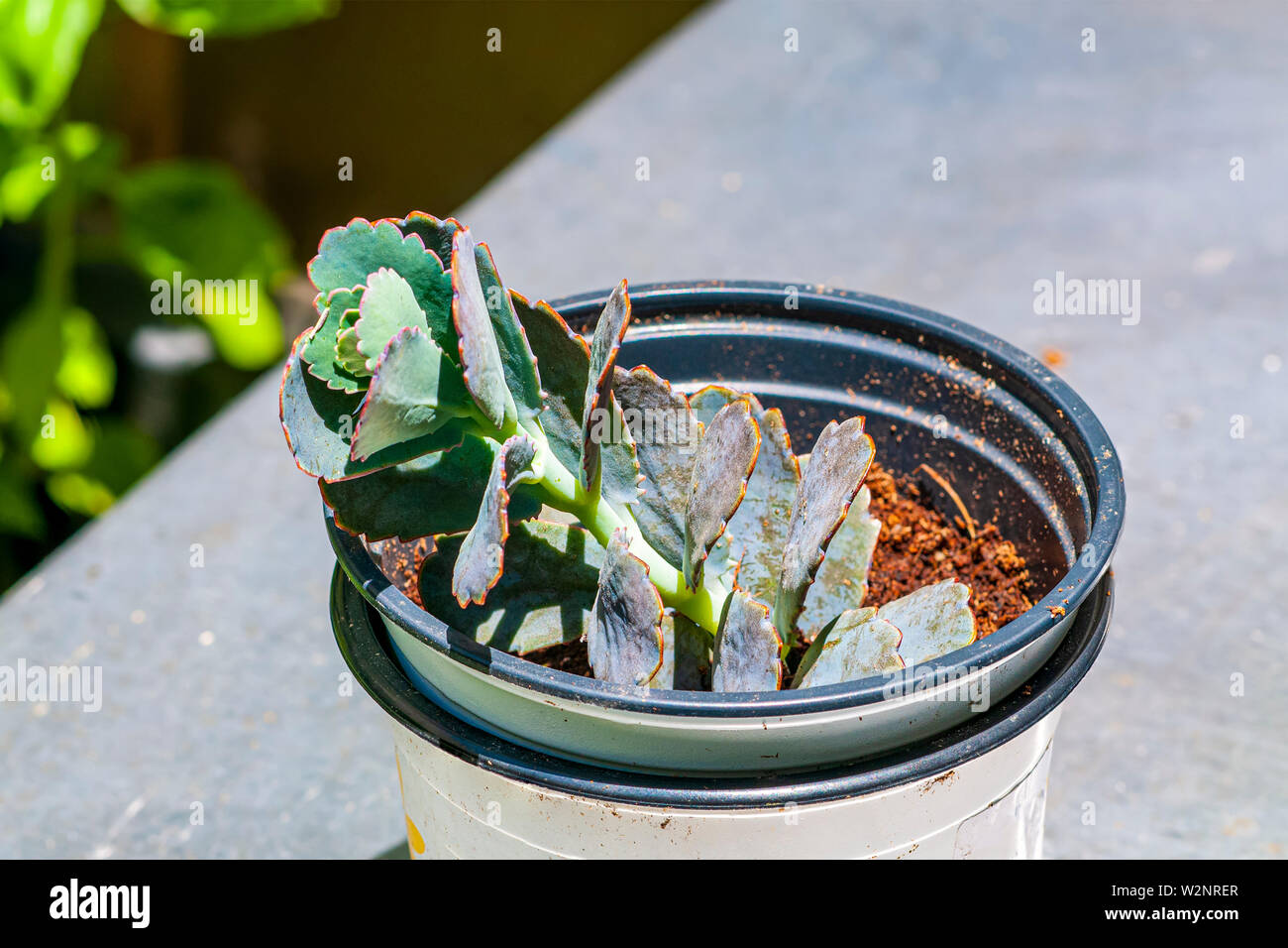 Lavender Scallops (Bryophyllum fedtschenkoi Syn Kalanchoe fedtschenkoi ...