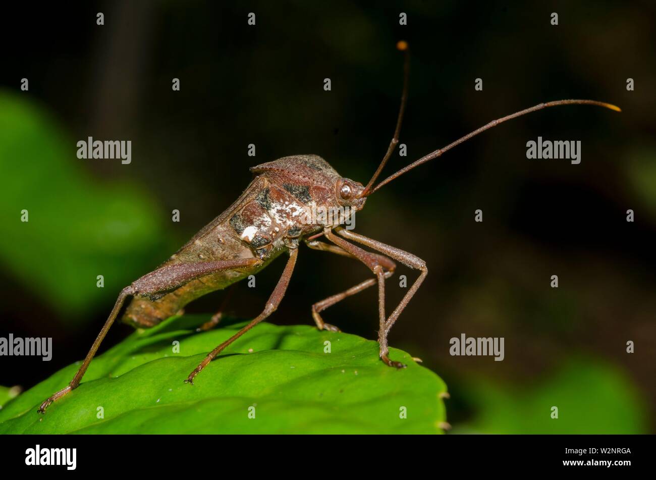 Leaf footed bug coreidae family hi-res stock photography and images - Alamy