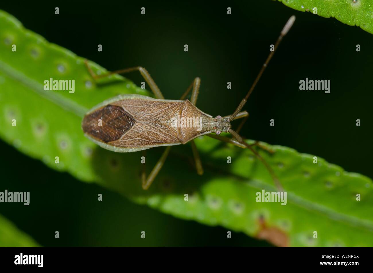Leaf footed bug coreidae family hi-res stock photography and images - Alamy
