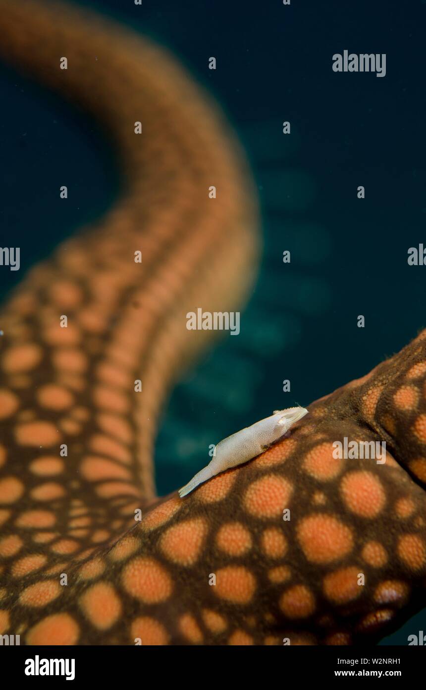 Starfish Tube Feet High Resolution Stock Photography and Images - Alamy