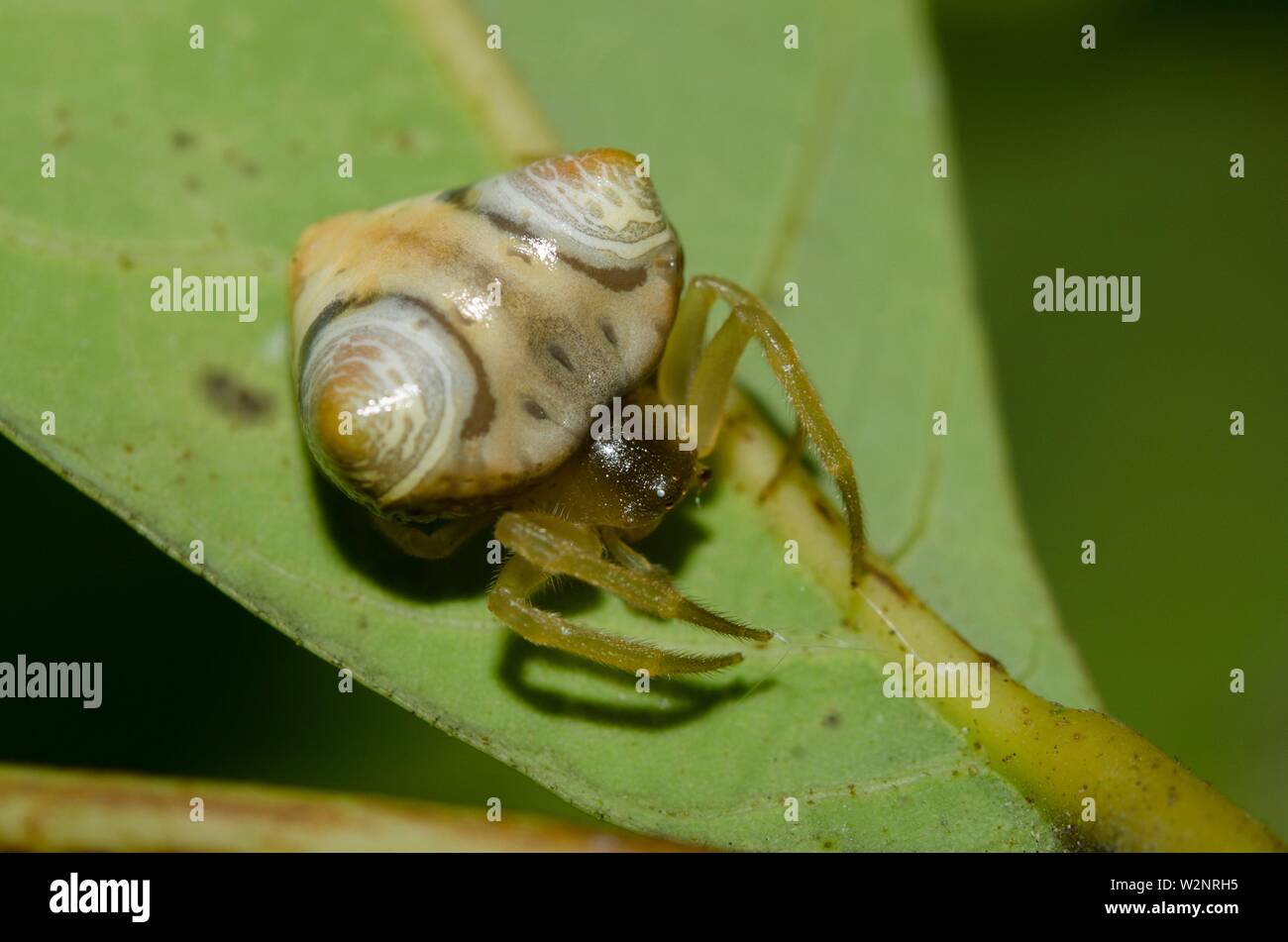 Araneomorphae family hi-res stock photography and images - Alamy