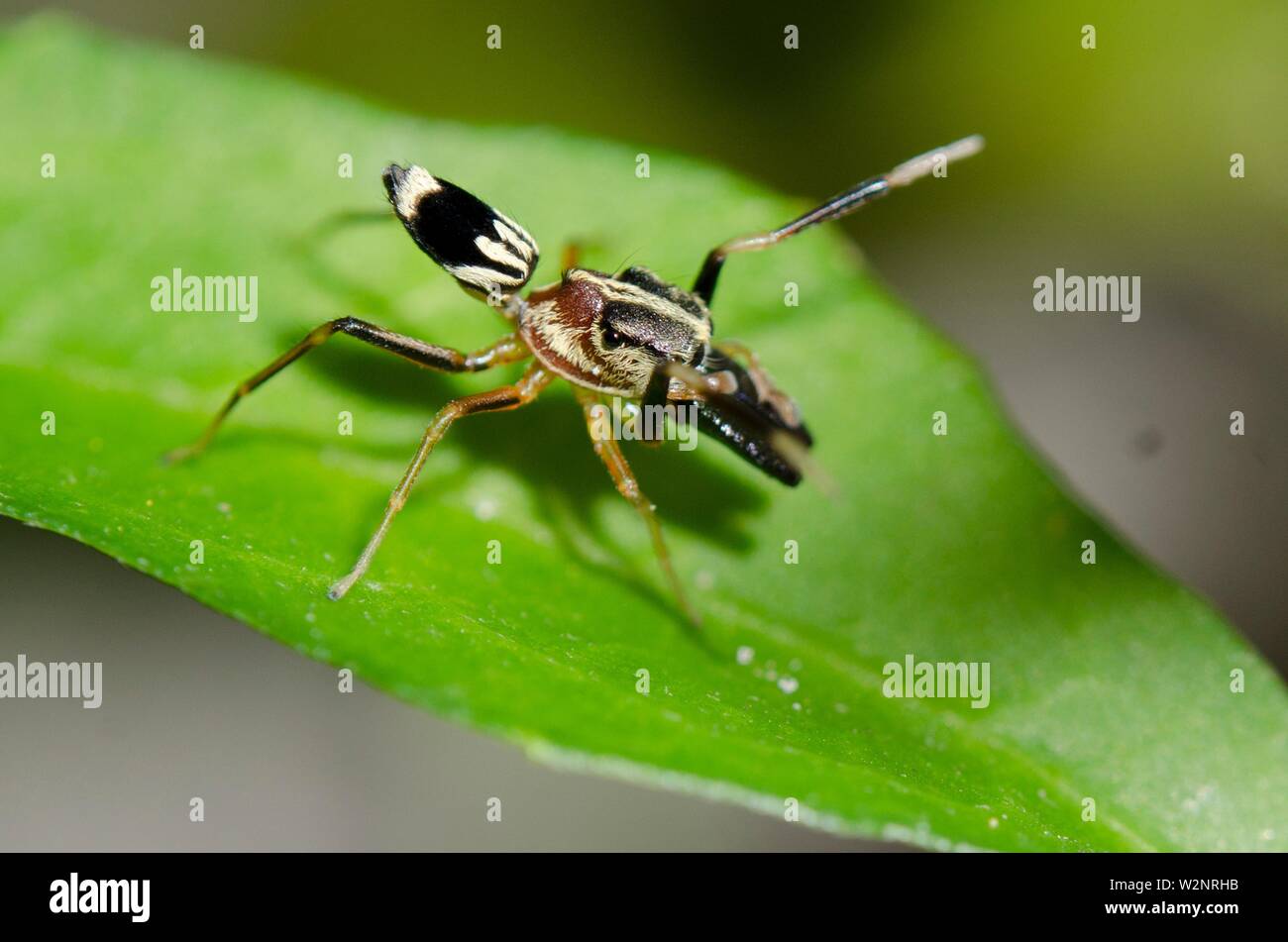 Male ant mimic spider High Resolution Stock Photography and Images - Alamy
