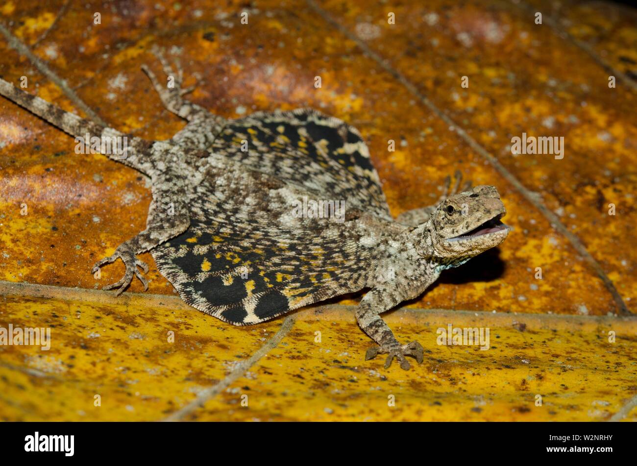 Dragon Leaf High Resolution Stock Photography and Images - Alamy