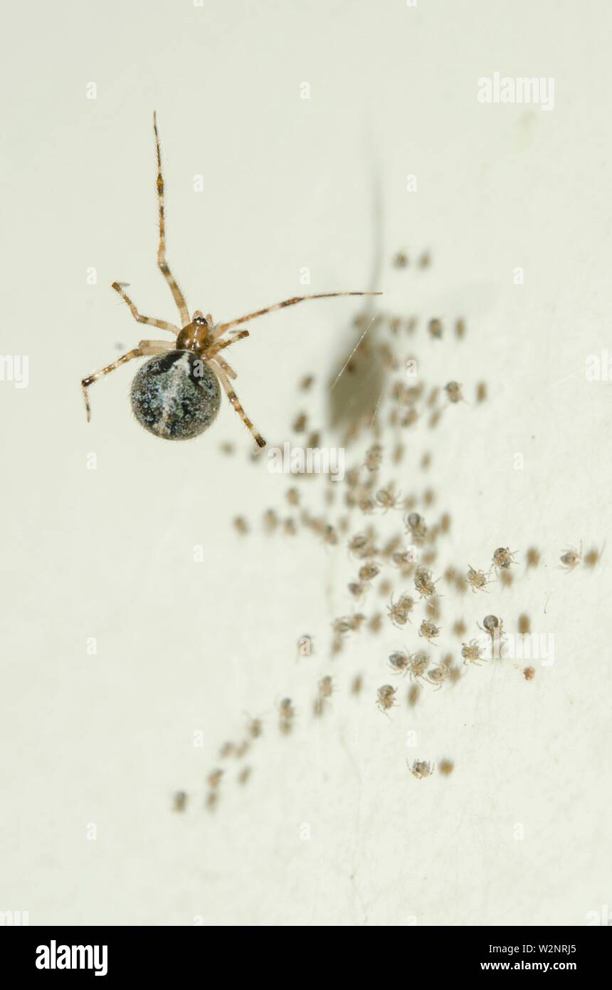 Tangle Web Spider High Resolution Stock Photography and Images - Alamy