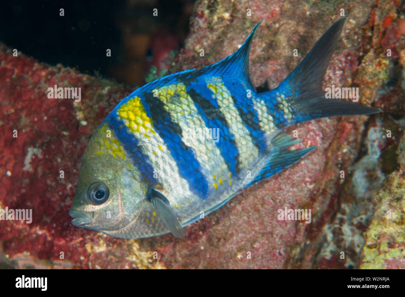 Banded sergeant fish hi-res stock photography and images - Alamy