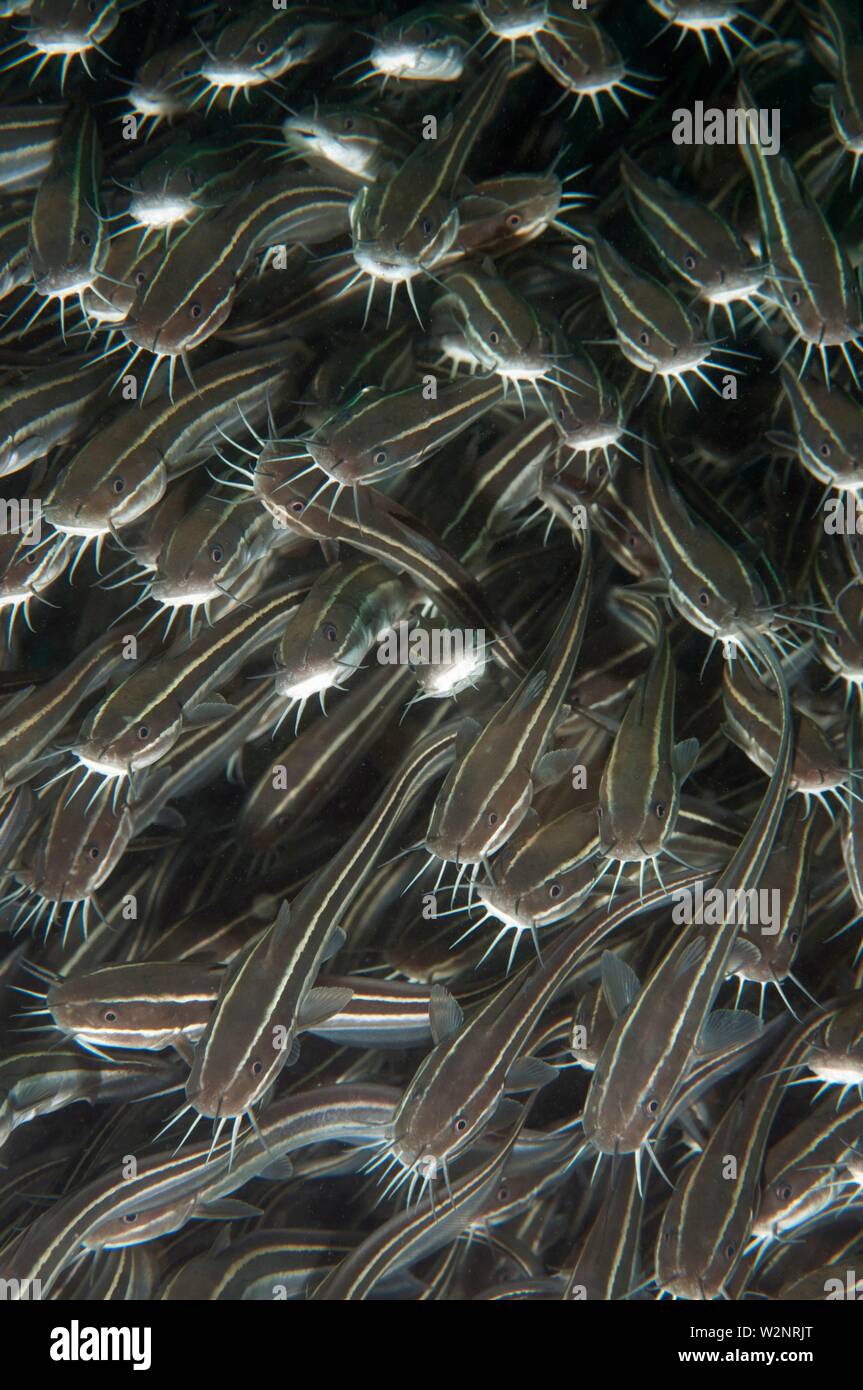 Striped Eel Catfish High Resolution Stock Photography and Images - Alamy