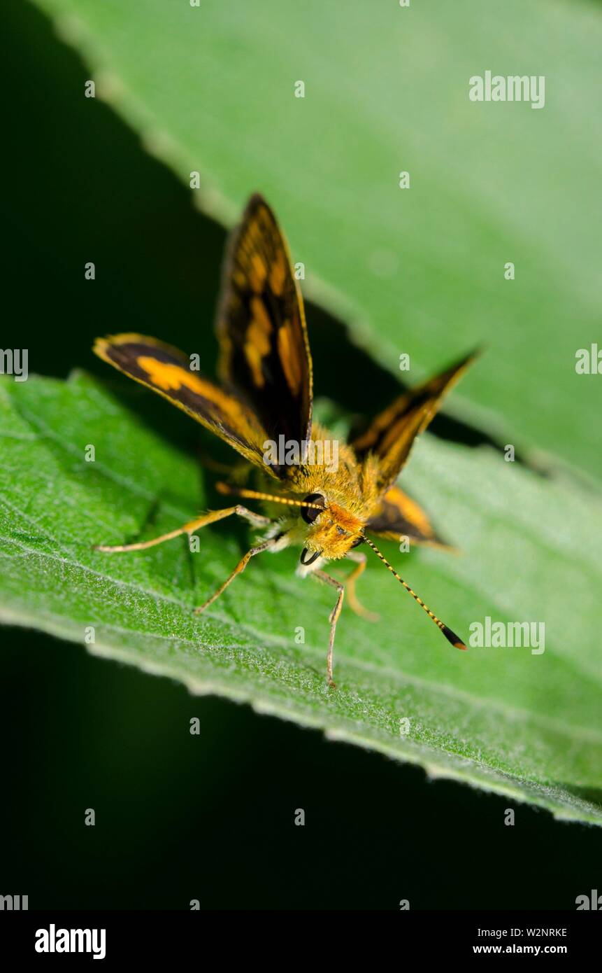 Hesperiidae Skipper High Resolution Stock Photography and Images - Alamy