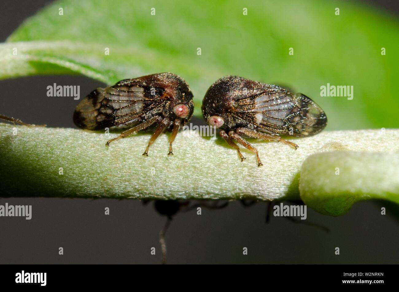 Membracidae High Resolution Stock Photography and Images - Alamy